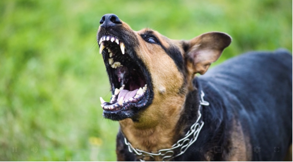 Decoding Canine Warnings: The Complex Language of Dog Growls - MHTN