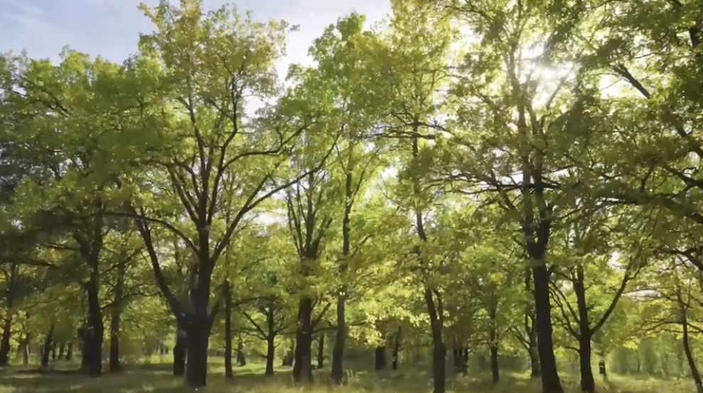 Planting Trees Can Transform Communities and Your Mental Health - MHTN